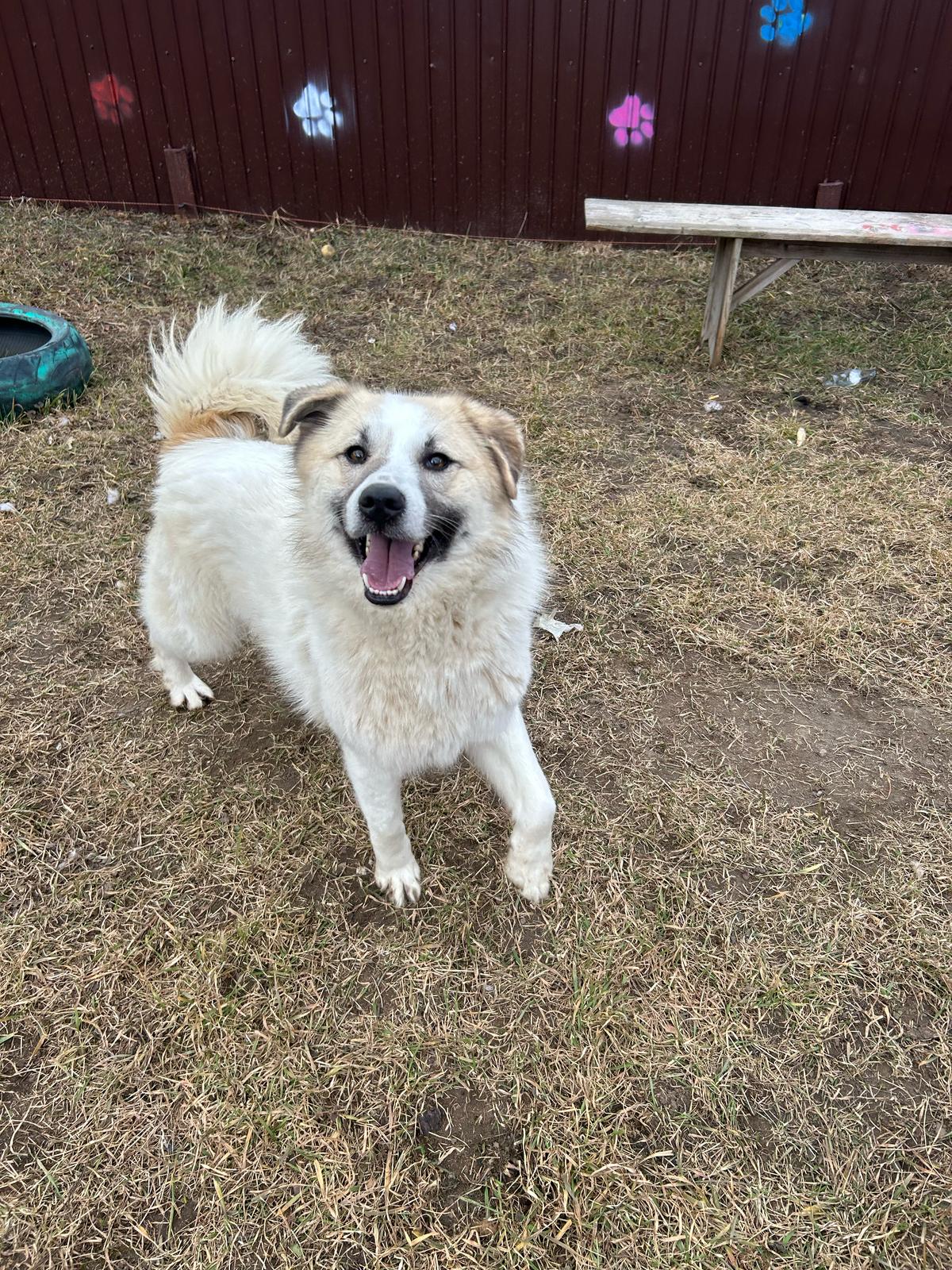 Alice – Basil's Forever Sofa