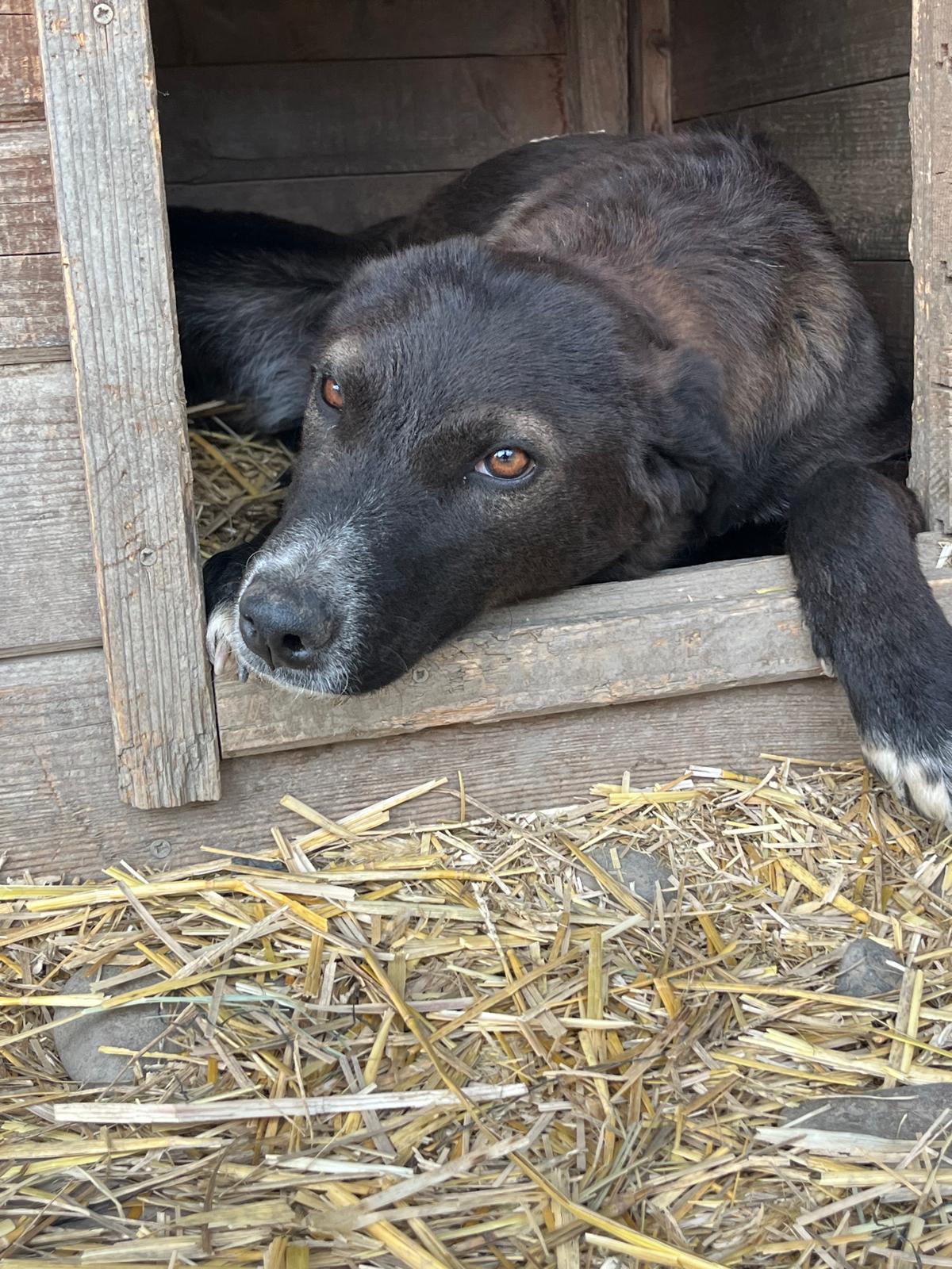 Dogs – Basil's Forever Sofa